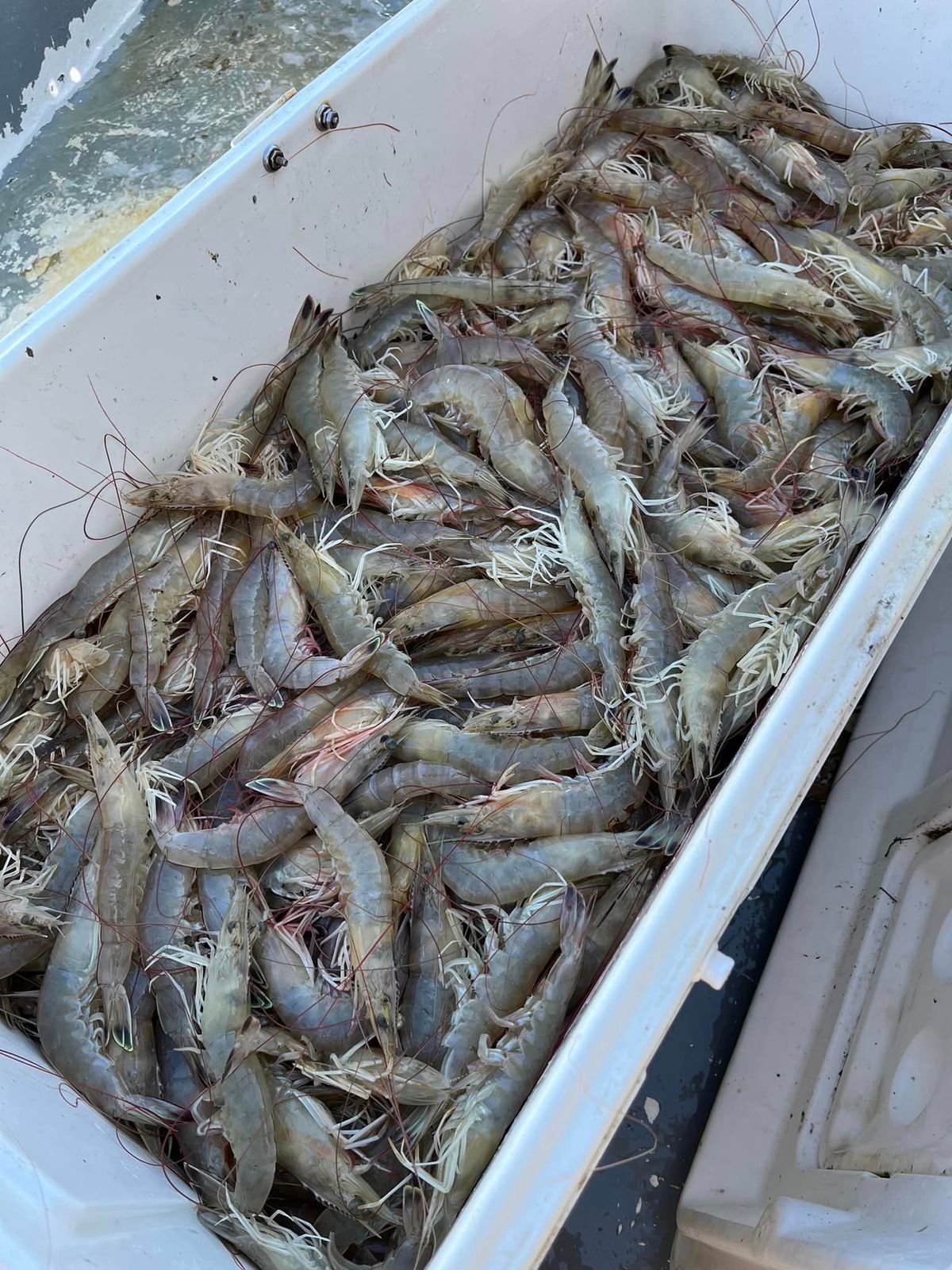 Purchase Live Bait and Fishing Charters from Harbor City Bait Shop!